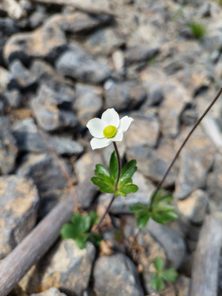 Small-flower Anemone from Dehcho Region, NT X0E, Canada on July 30 ...