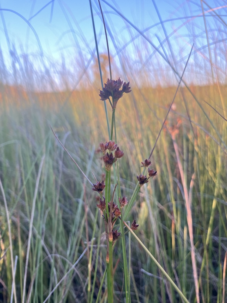grasses, sedges, cattails, and allies from Second Sand Beach Rd, Lanse ...
