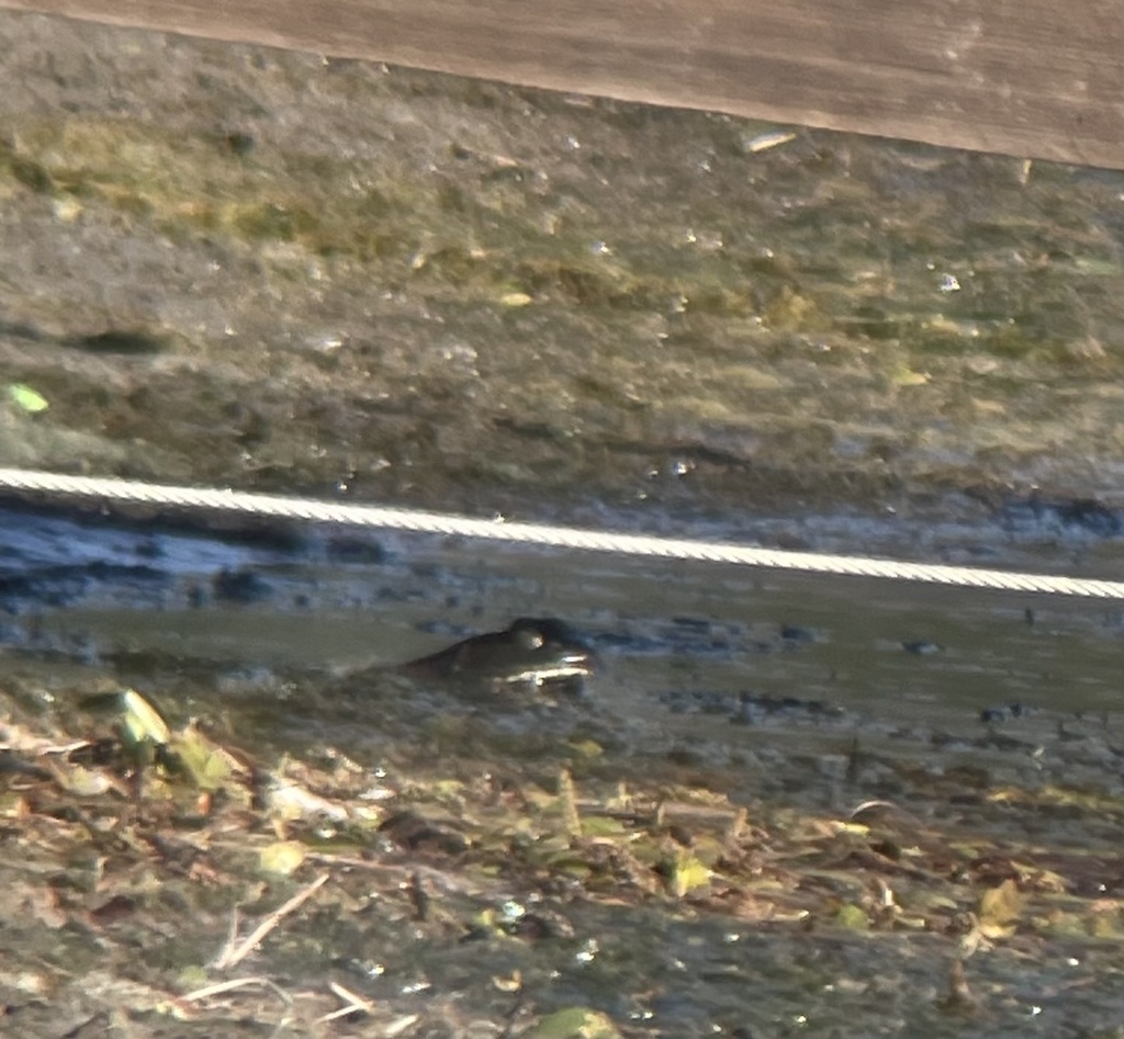 American Bullfrog from Ruth Lake, Mad River, CA, US on August 30, 2024 ...