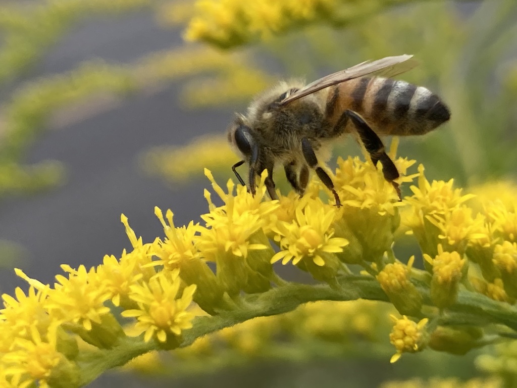 Western Honey Bee from Ithaca, NY, USA on August 30, 2024 at 04:36 PM ...