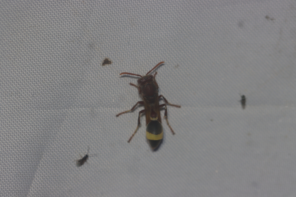Polistes brunus from Song Phi Nong, Kaeng Krachan District, Phetchaburi ...