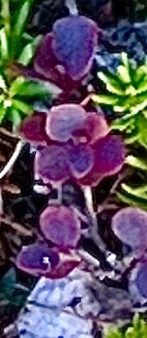dicots from Murray Island, Kitikmeot, Unorganized, NU, CA on August 29 ...