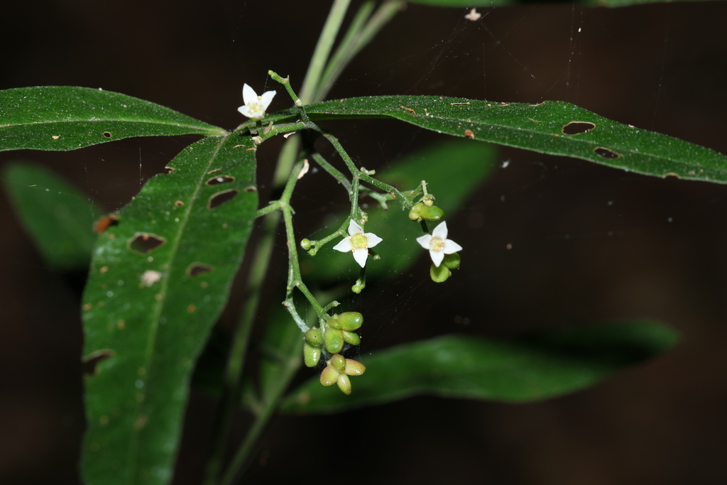 Sandfly Zieria from Sunshine Coast QLD, Australia on August 31, 2024 at ...