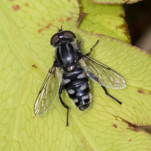 Black Bog Fly (Parhelophilus porcus) · iNaturalist