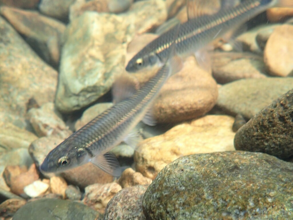 Blue Shiner (Fishes of Tennessee (work in progress)) · iNaturalist