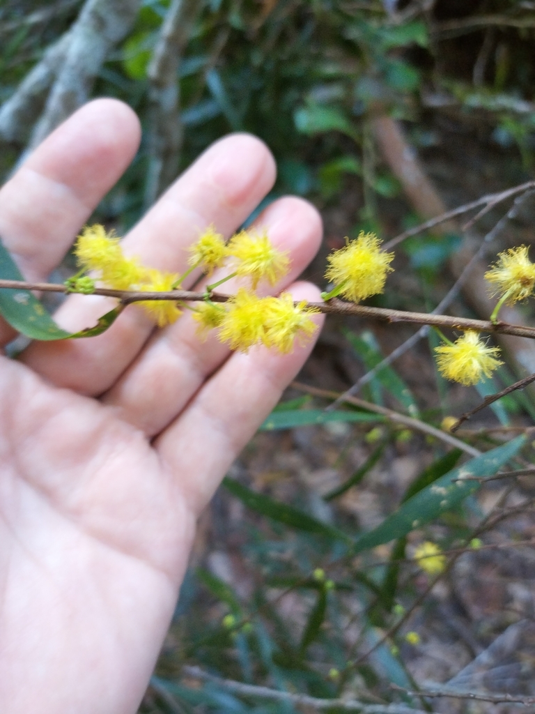 Acacia hylonoma from Cairns - Pt B, AU-QL, AU on August 31, 2024 at 09: ...