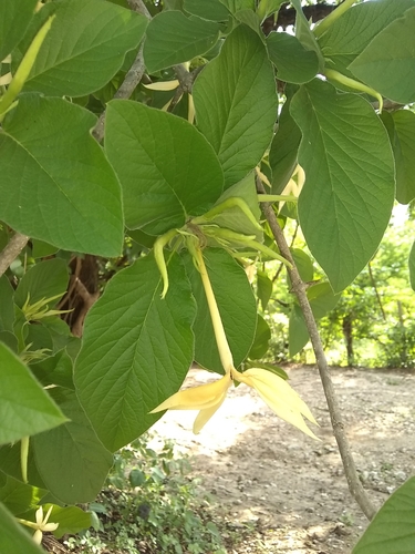 Chomelia longituba (Chomelia longituba)