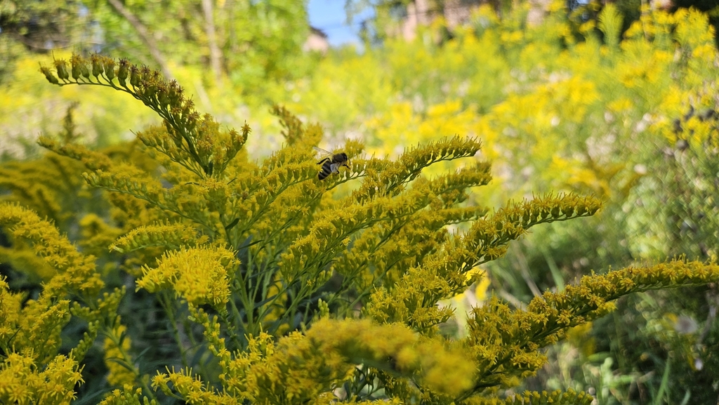 Western Honey Bee from Bolton, ON L7E 5Y5, Canada on August 30, 2024 at ...