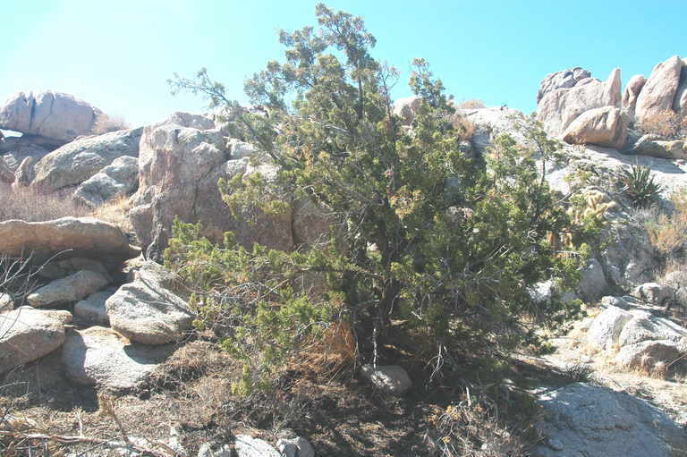 California juniper (Common Plants of the Lancaster/Palmdale area ...