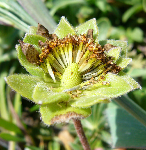California goldfields (Common Plants of the Lancaster/Palmdale area ...