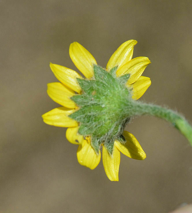 California goldfields (Common Plants of the Lancaster/Palmdale area ...