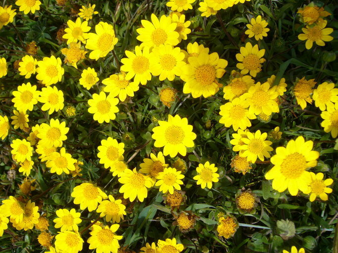 California goldfields (Common Plants of the Lancaster/Palmdale area ...