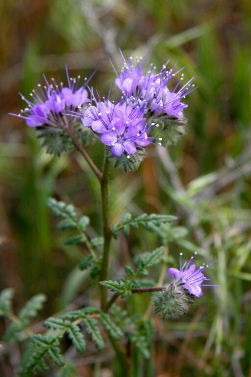 Lacy phacelia (Common Plants of the Lancaster/Palmdale area ...
