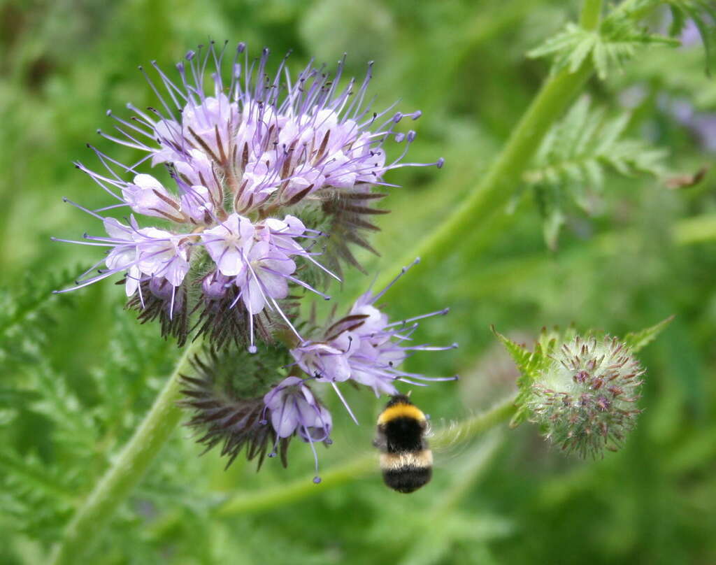 Lacy phacelia (Common Plants of the Lancaster/Palmdale area ...