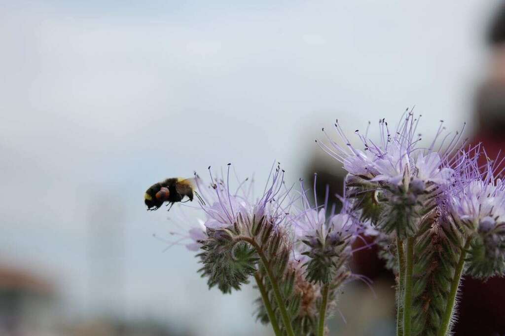 Lacy phacelia (Common Plants of the Lancaster/Palmdale area ...