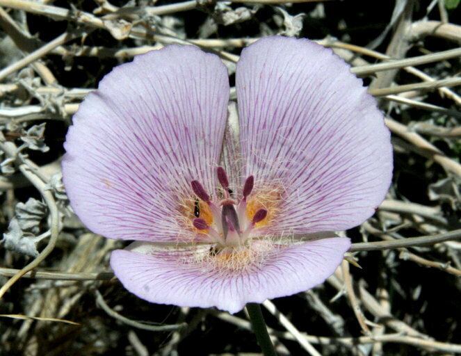 Alkali Mariposa Lily (Common Plants of the Lancaster/Palmdale area ...