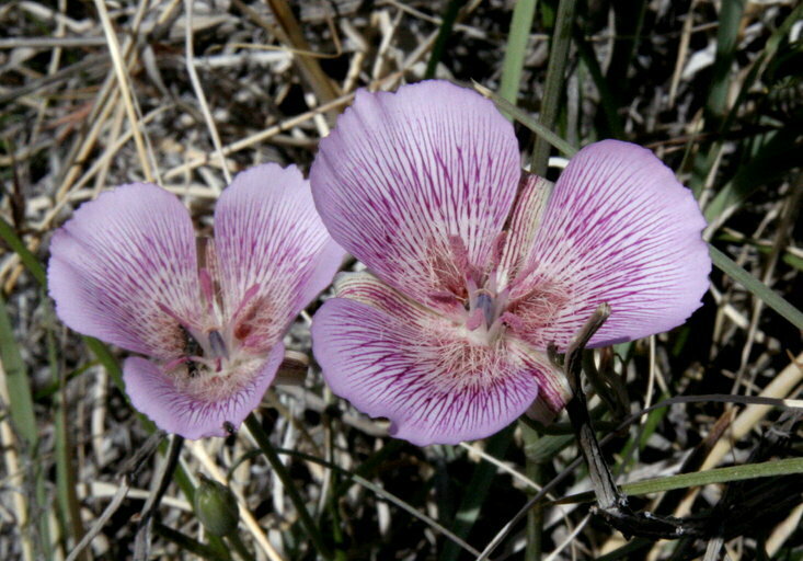 Alkali Mariposa Lily (Common Plants of the Lancaster/Palmdale area ...