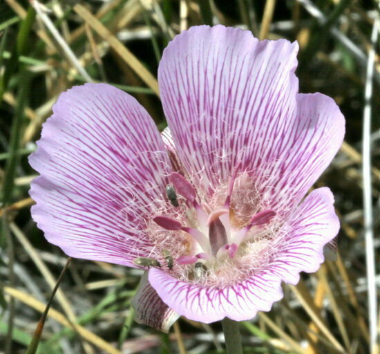 Alkali Mariposa Lily (Common Plants of the Lancaster/Palmdale area ...