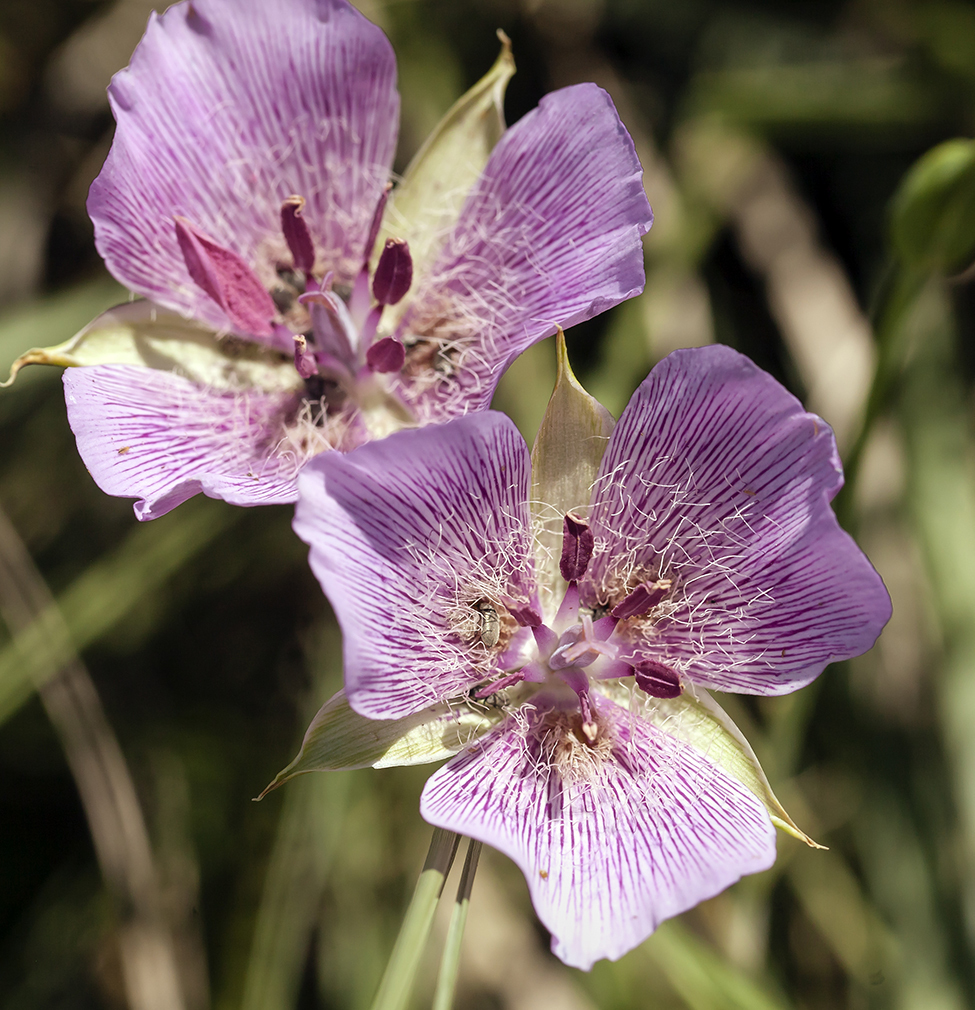 Alkali Mariposa Lily (Common Plants of the Lancaster/Palmdale area ...