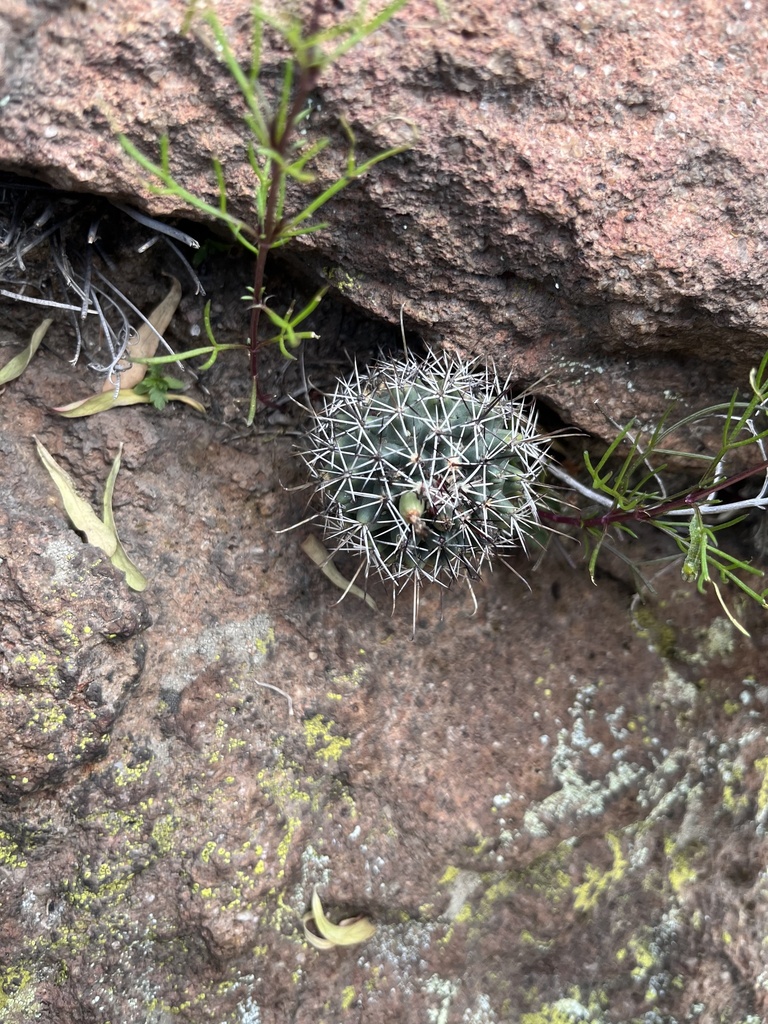 Coryphantha clavata from San Luis Potosí, S.L.P., MX on August 22, 2024 ...