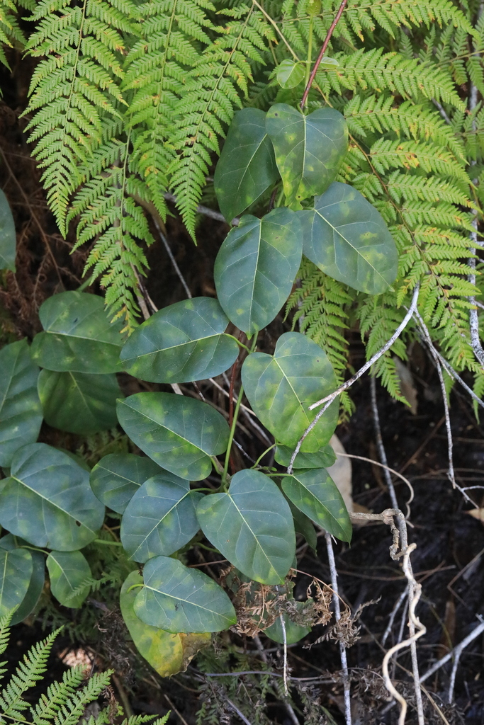 Common Milk Vine from Bonville NSW 2450, Australia on August 29, 2024 at 02:22 PM by Adrian Gale ...