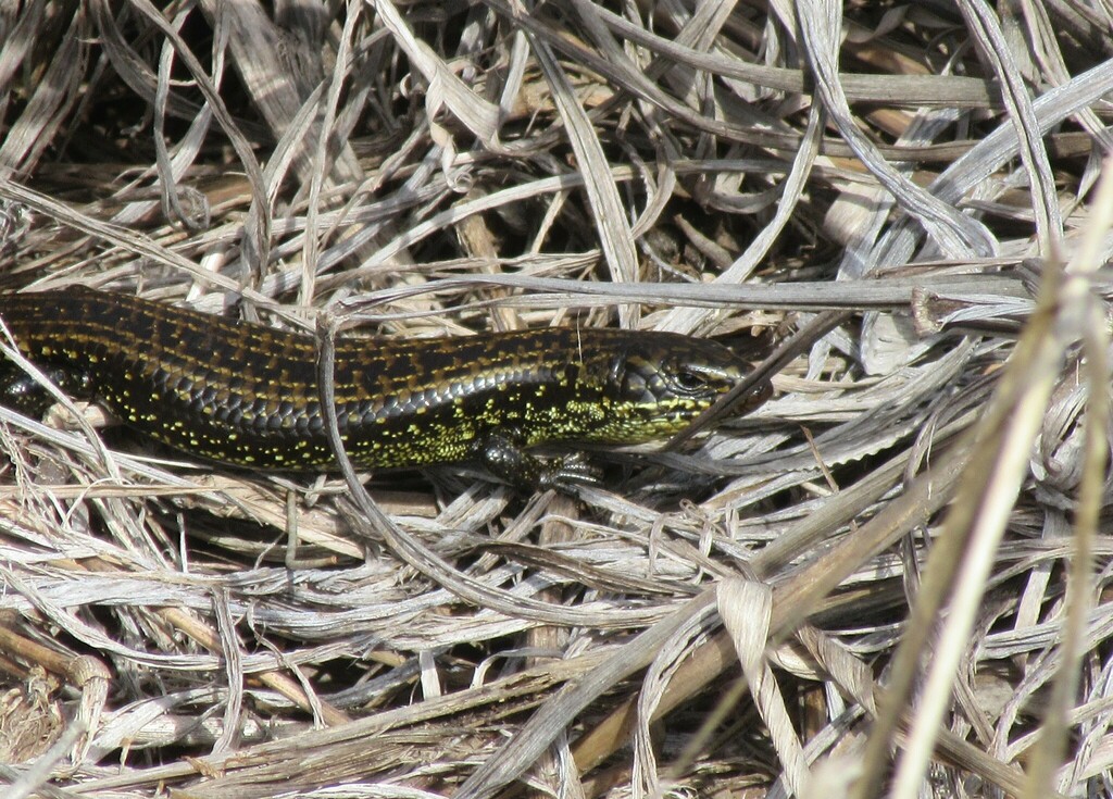 Western Mourning Skink from Bibra Lake, Perth WA, Australia on August ...