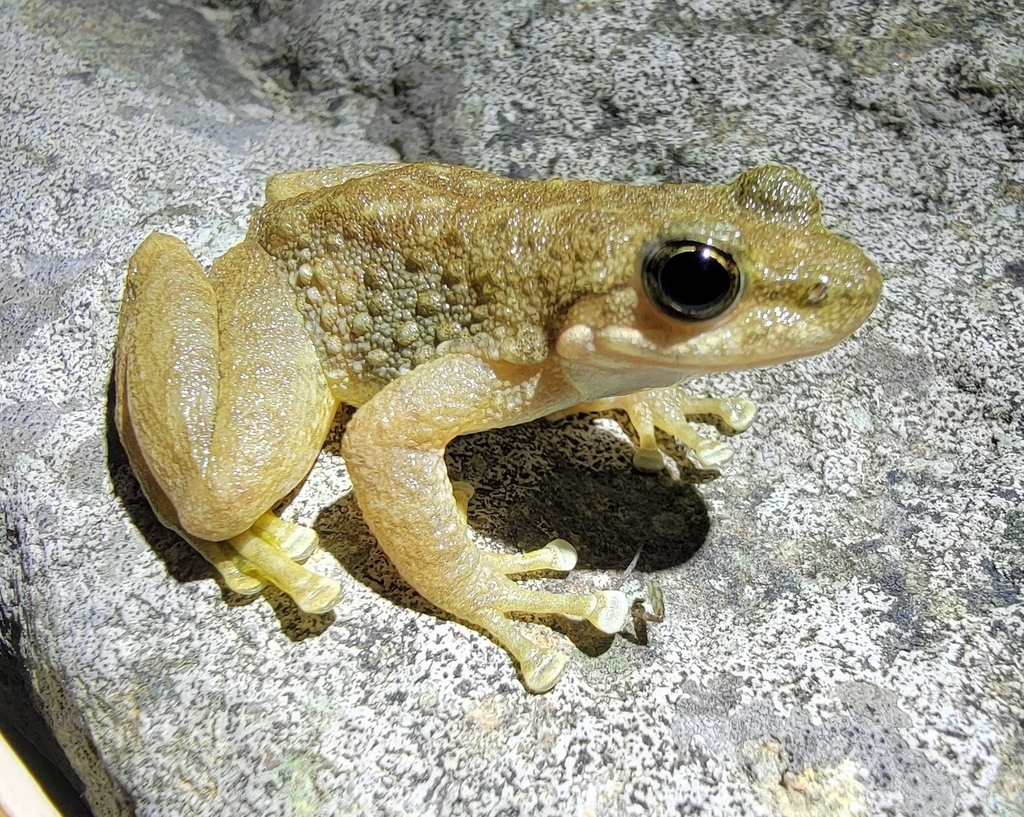 Wuyi torrent frog from Huangshan, CN-AH, CN on August 30, 2024 at 09:22 ...