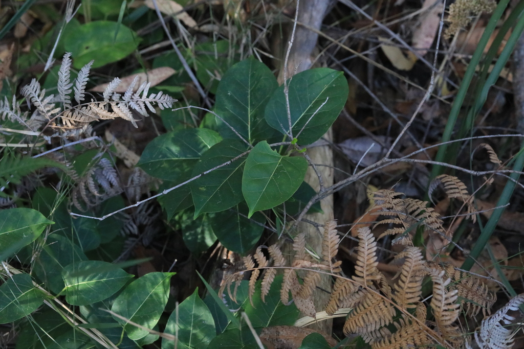 Common Milk Vine from Bonville NSW 2450, Australia on August 29, 2024 at 03:04 PM by Adrian Gale ...