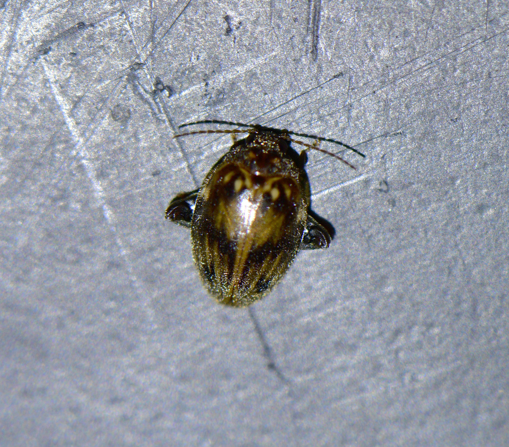 Texas Flea Marsh Beetle from Corkscrew, FL, USA on August 30, 2024 at ...