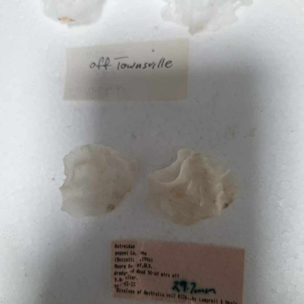 Nicaisolopha tridacnaeformis from Moore Reef, Australia on July 17 ...