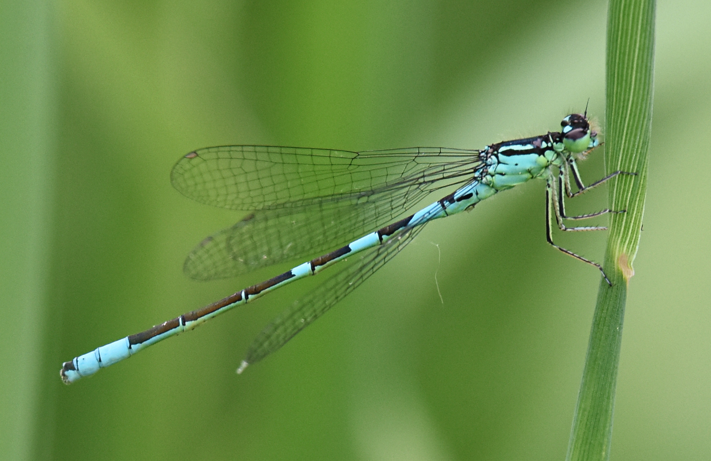Coenagrionidae Narrow Winged