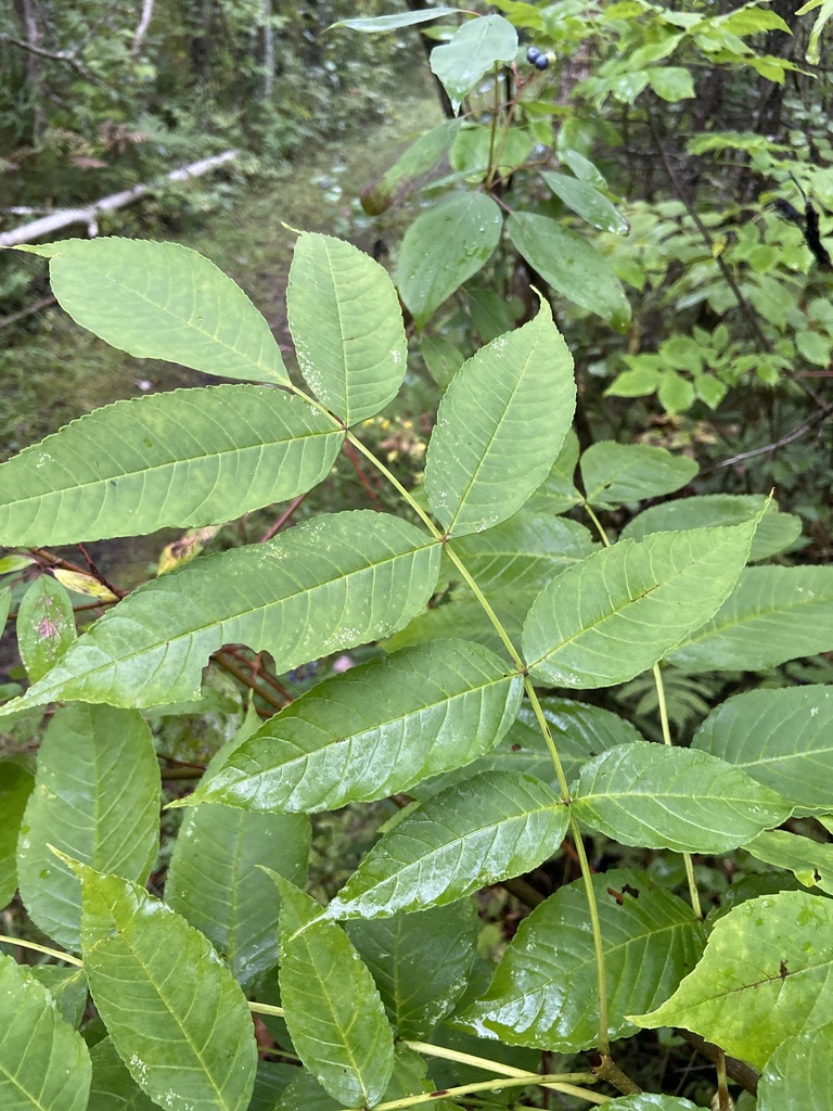 ashes from South Bruce Peninsula, ON, CA on August 30, 2024 at 06:24 PM ...