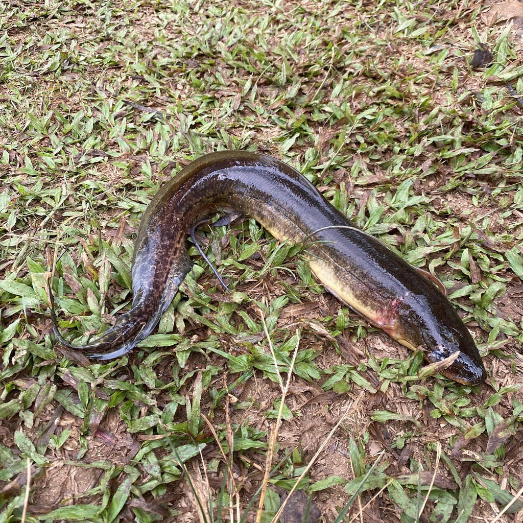 Marbled Lungfish from Mabamba Swamp, Busiro, Central, UG on August 31, 2024 at 08:45 AM by ...