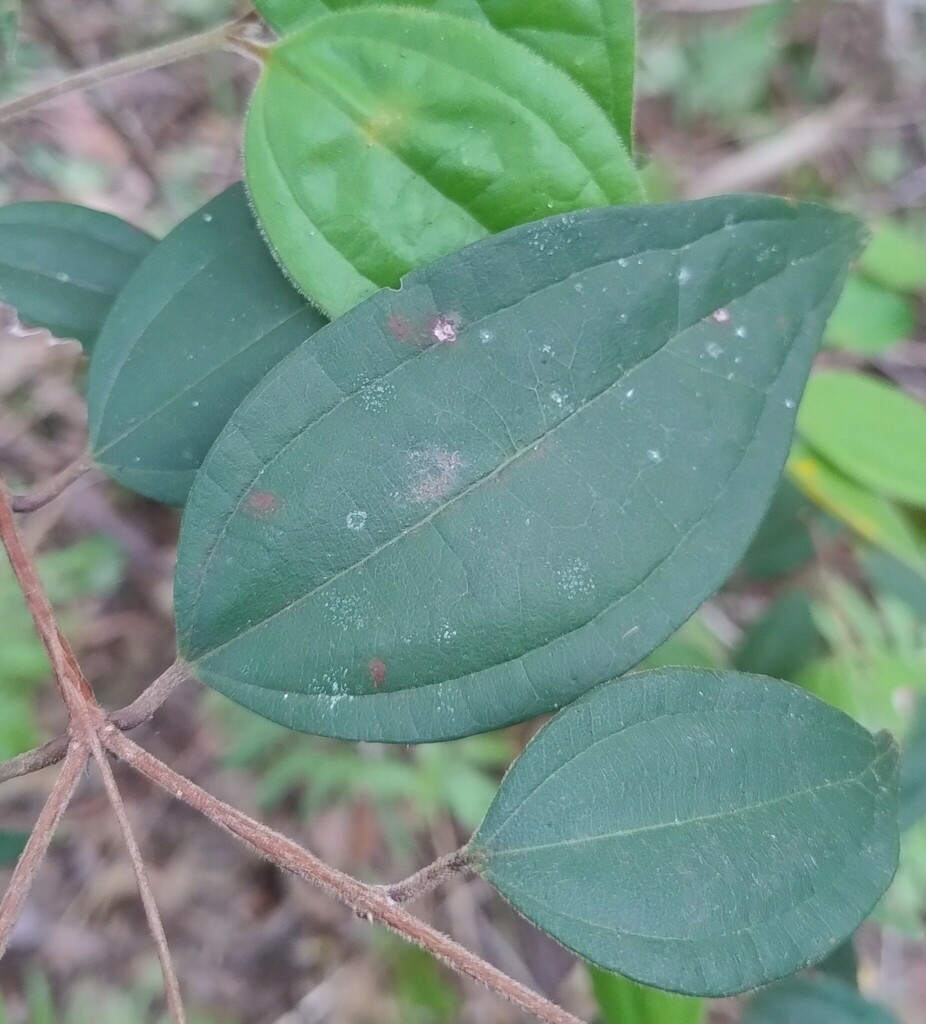 scrub turpentine in August 2024 by R.M. Uncommon multi-stemmed straggly ...
