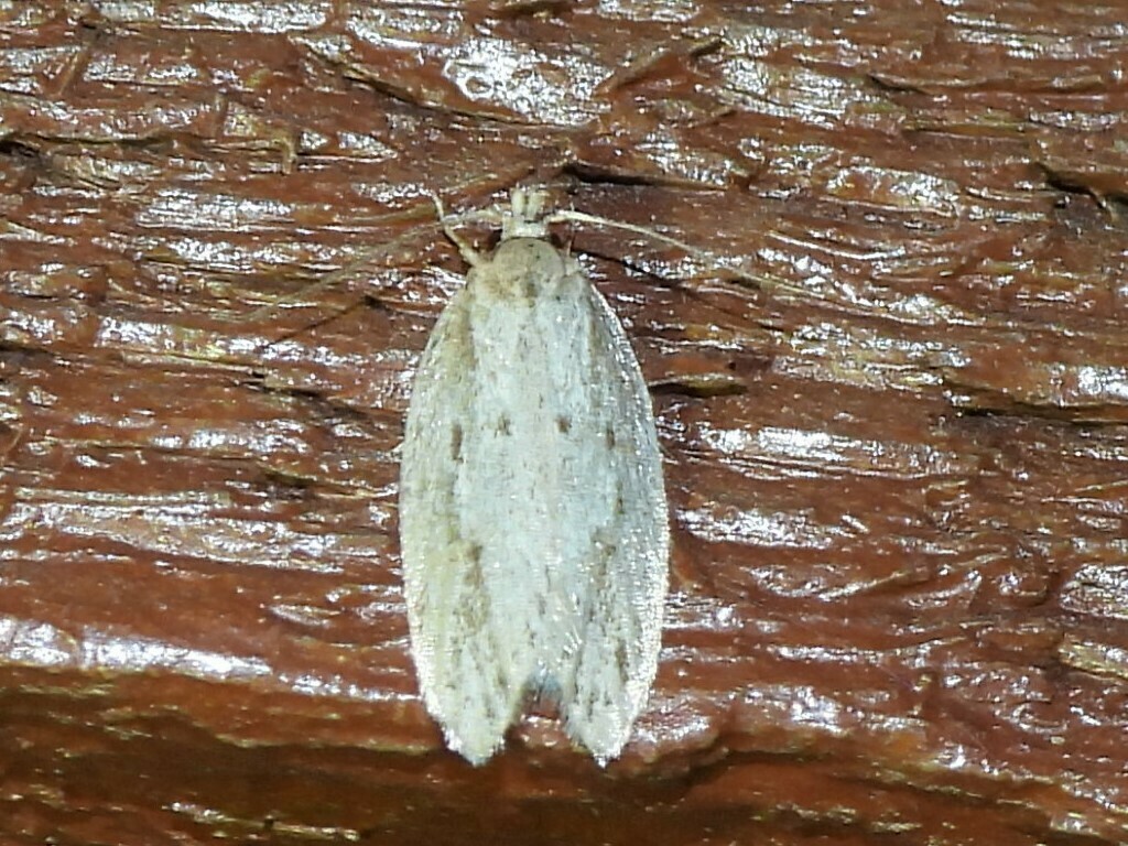 Curved-horn Moths from Coomba Park NSW 2428, Australia on August 31 ...