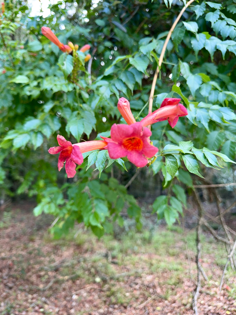 American trumpet vine from Gainesville on July 7, 2024 at 08:28 AM by ...