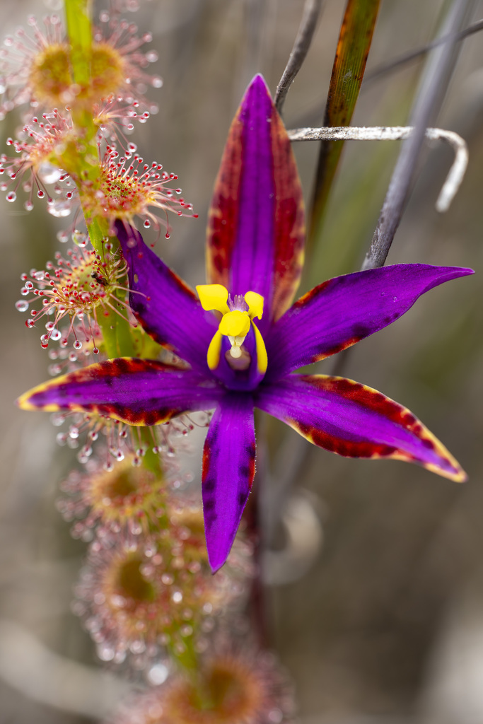 eastern Queen of Sheba in August 2024 by Clarissa Human · iNaturalist