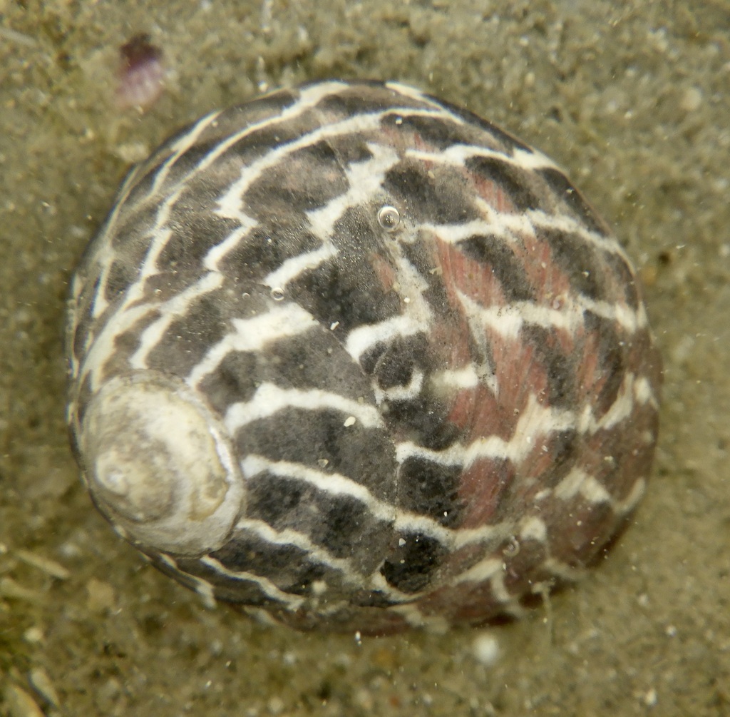 Zebra Top Snail from Shelly Beach, QLD, Australia on August 31, 2024 at ...