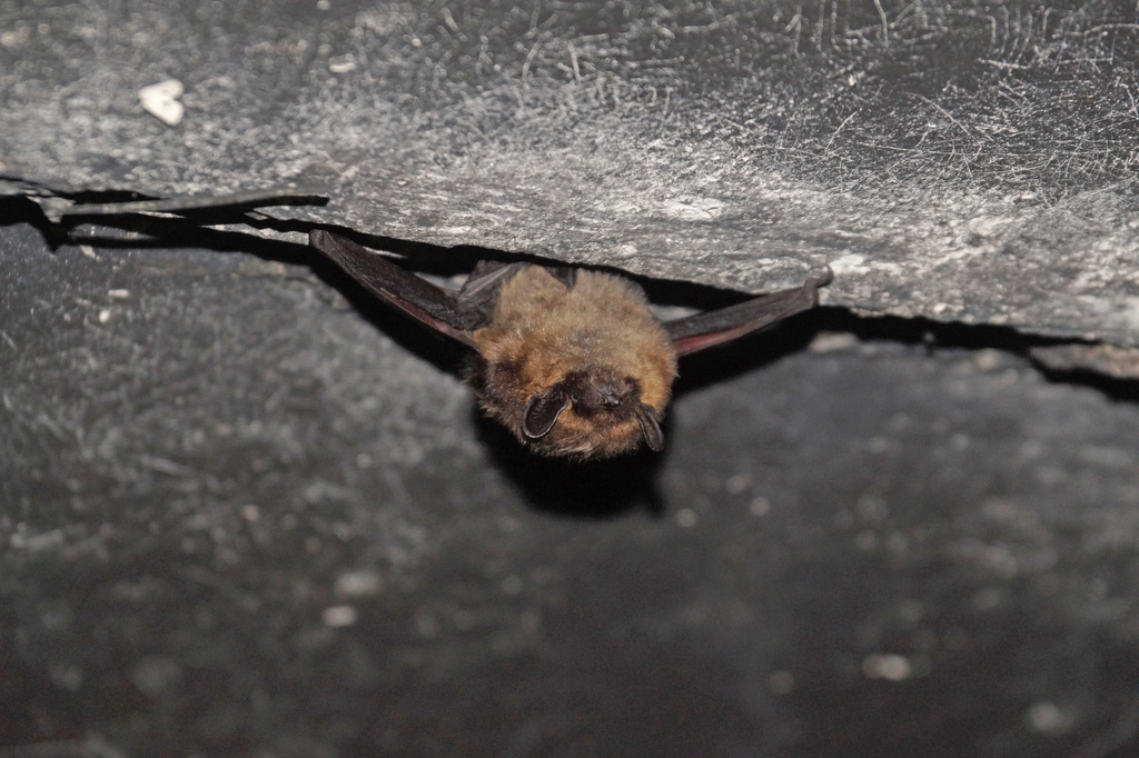 Northern Bat in August 2024 by stepdi · iNaturalist