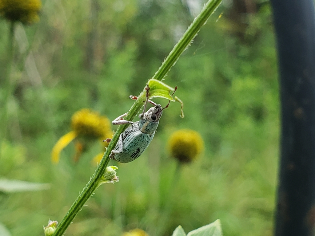 Blue-Green Citrus Root Weevil from Plant City, FL, USA on August 30 ...