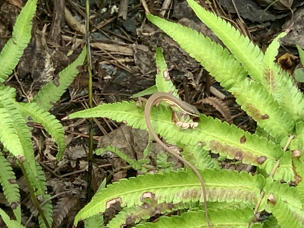 Green Grass Lizard in August 2024 by Nicole Kearney · iNaturalist