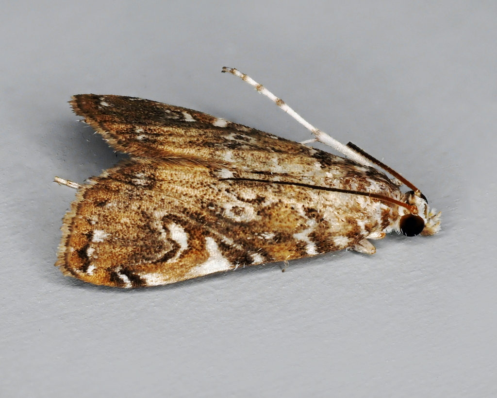 Waterlily Borer Moth from Salem, NH 03079, USA on August 31, 2024 at 07 ...