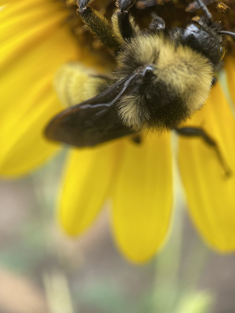 American Bumble Bee from Trinity River Audubon Center, Dallas, TX, US ...