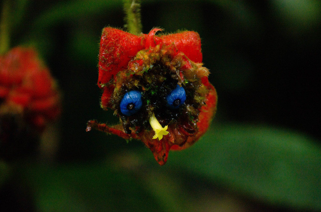 sore-mouth bush from Archidona, EC-NA, EC on June 12, 2019 at 12:14 PM ...