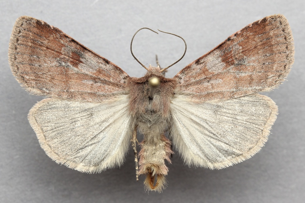 Diarsia rosaria from Yukon, Canada on July 6, 2024 at 09:21 AM by ...