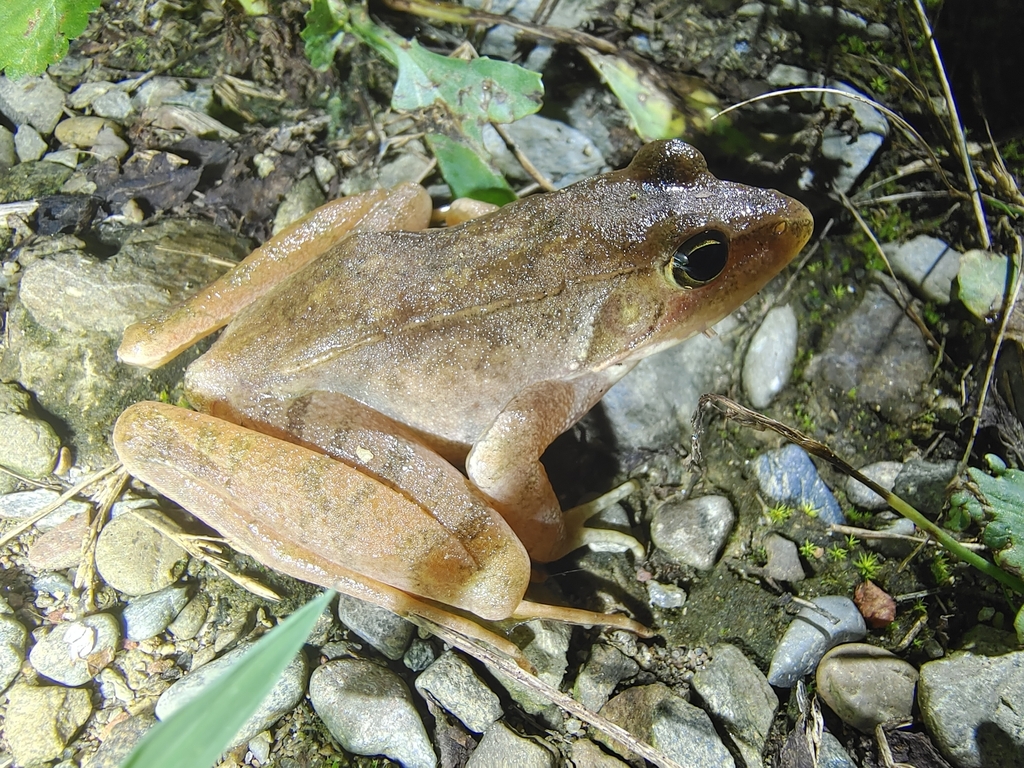 Zhenhai Brown Frog from Yichun, CN-JX, CN on August 30, 2024 at 08:19 ...