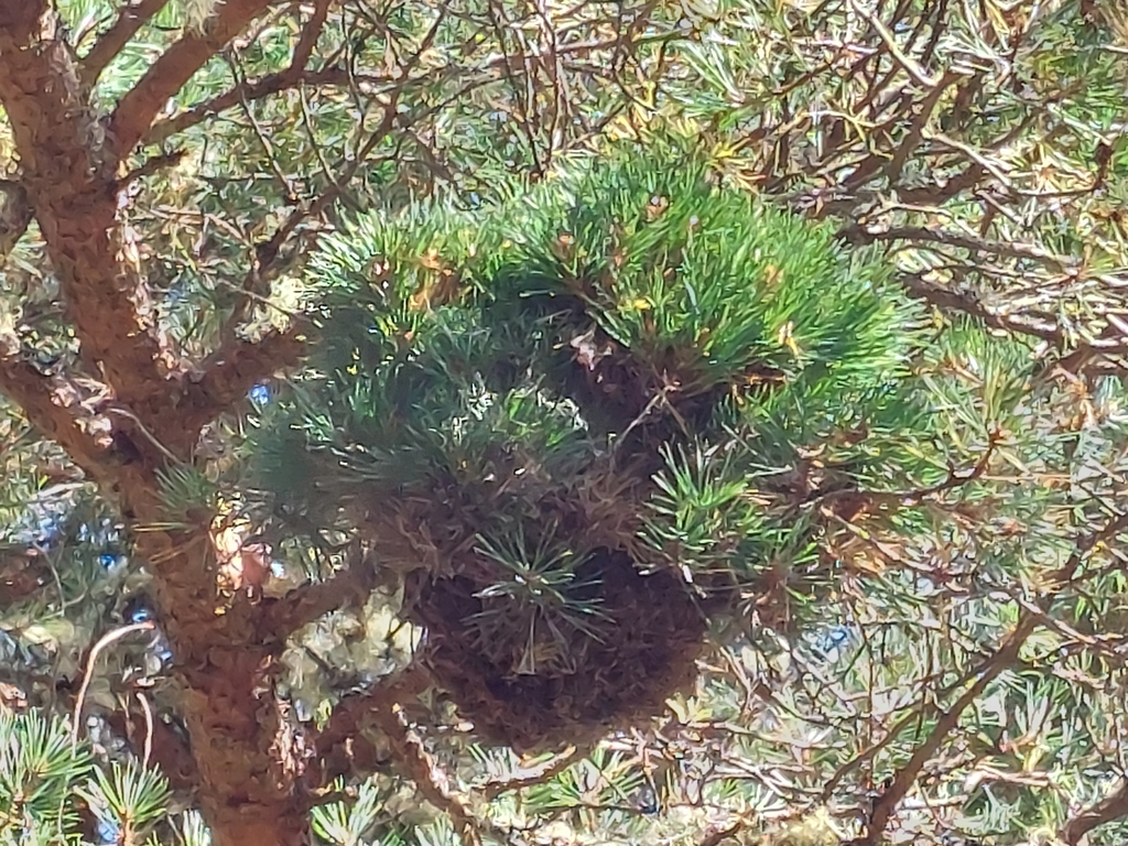 Phytoplasmas from Munlochy IV8 8PF, UK on August 31, 2024 at 11:53 AM ...