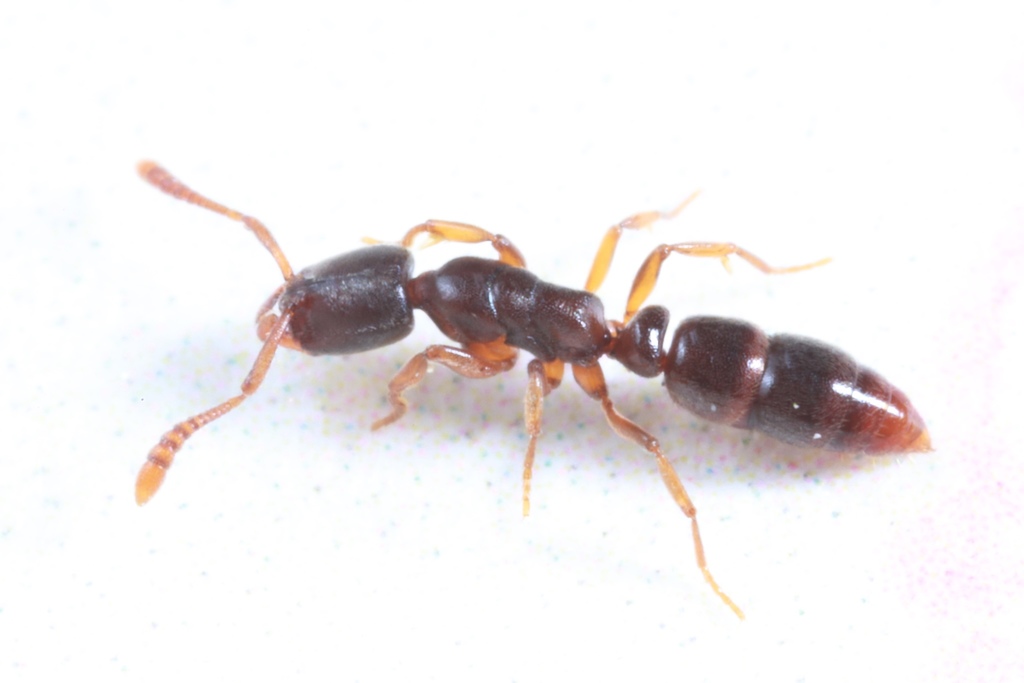 Common Porthole Ant (Ants of Virginia) · iNaturalist