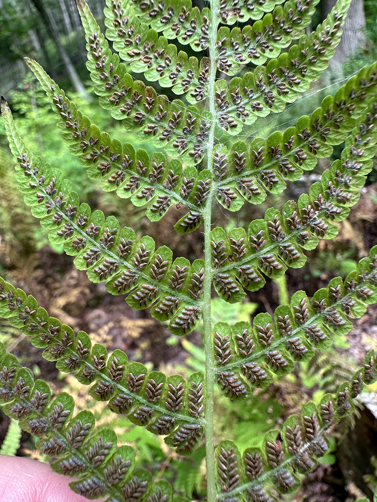 Silvery Glade Fern (Pteridophytes of Appalachia) · iNaturalist