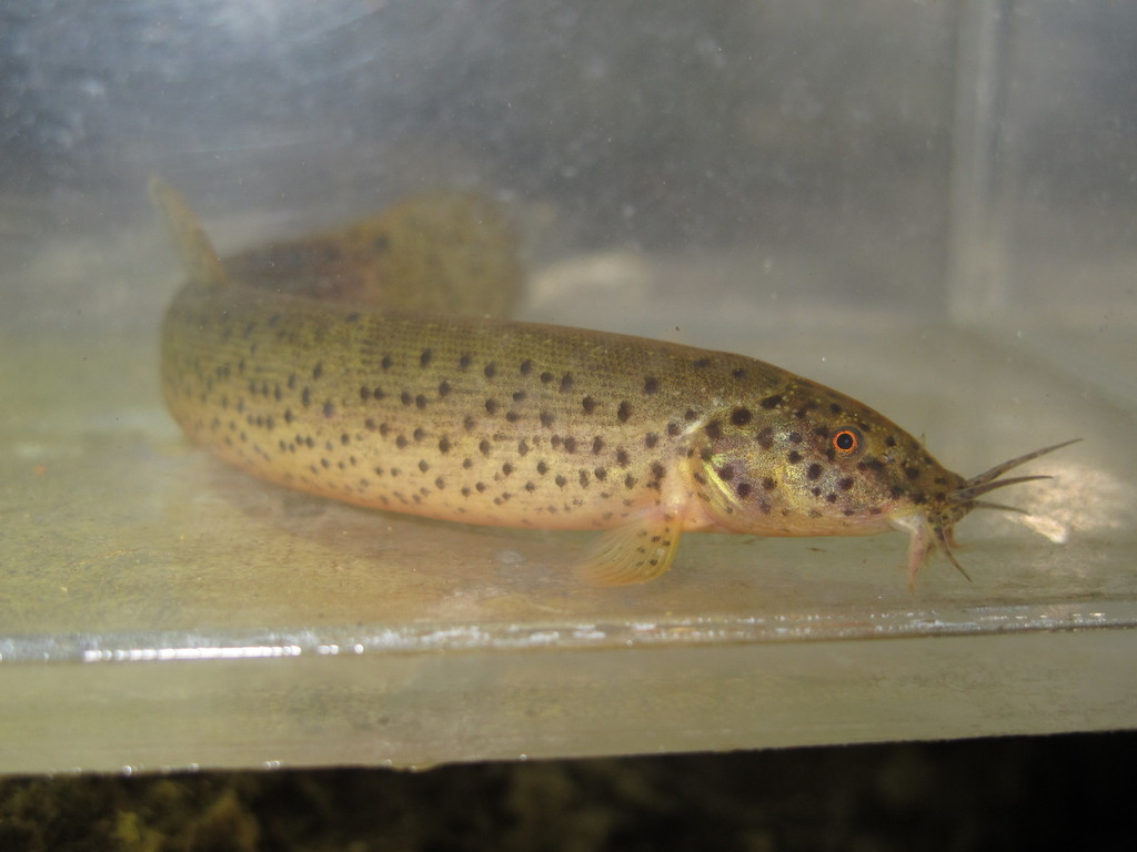 Weatherfishes (Misgurnus) - Marine Life Identification